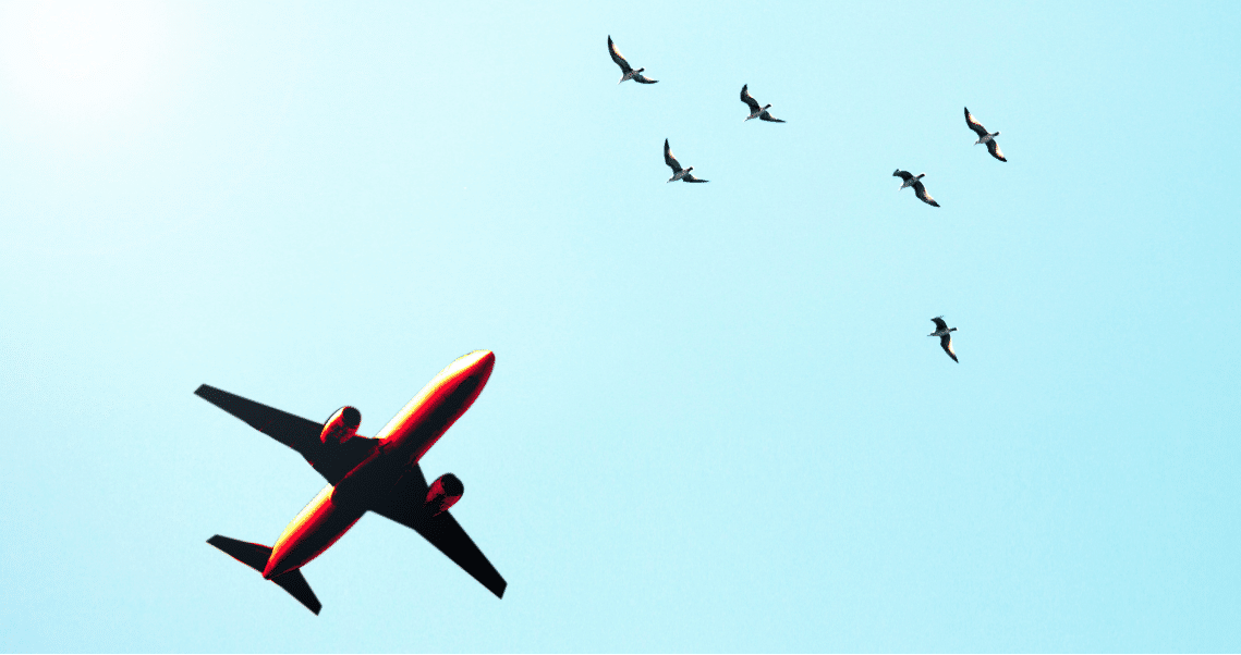Bird strike: cos'è, perché è pericoloso e come evitarlo